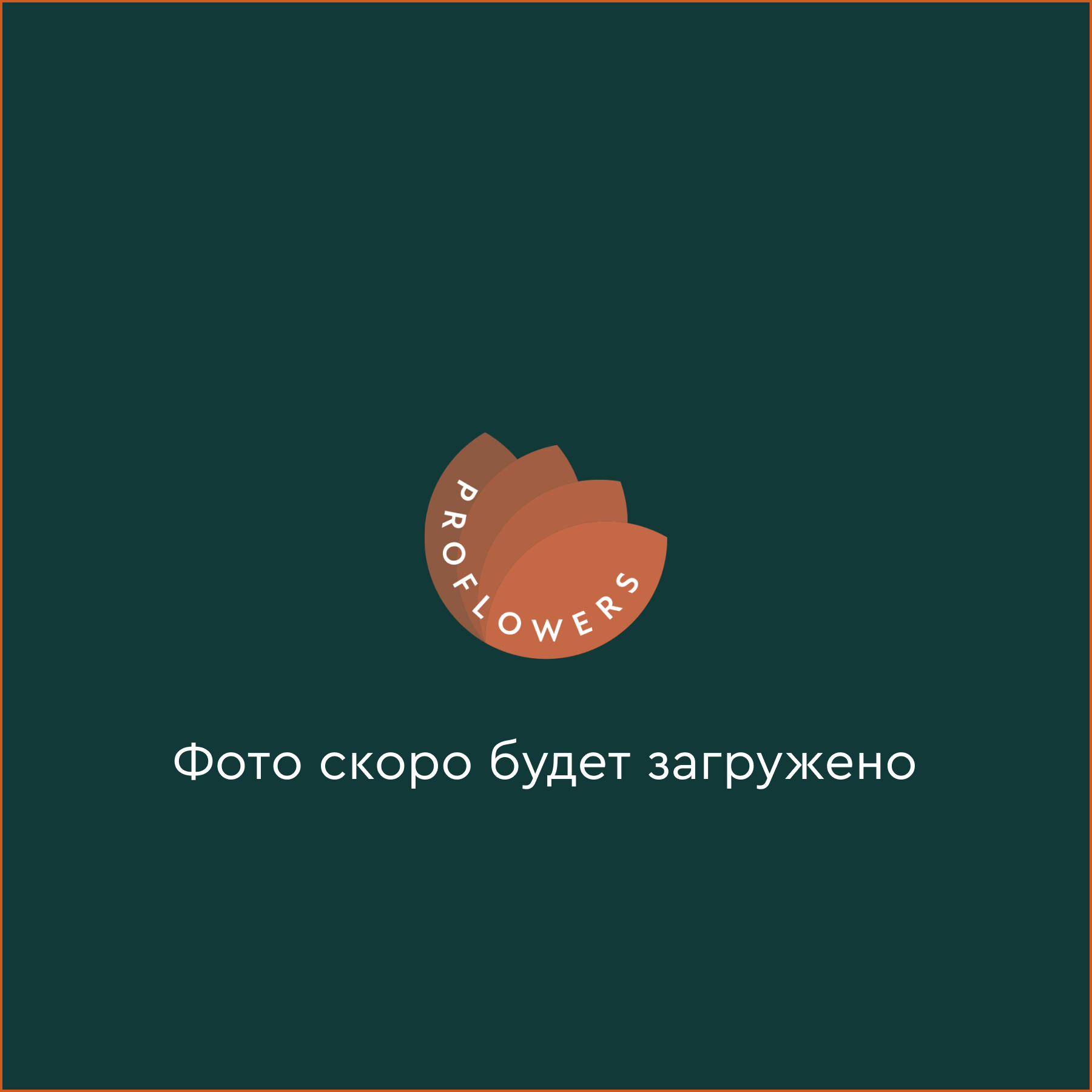 Фикус лирата Бамбино купить оптом в Астане – «Proflowers»